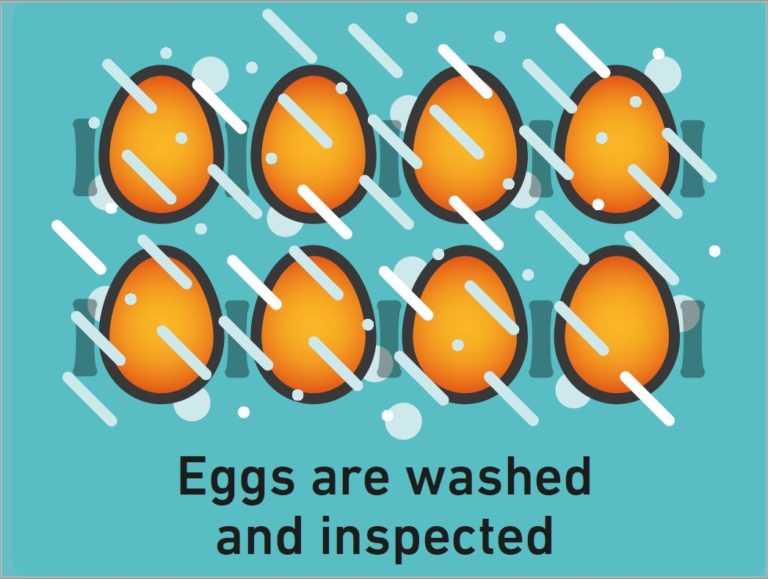 Farm to Table - BC Egg