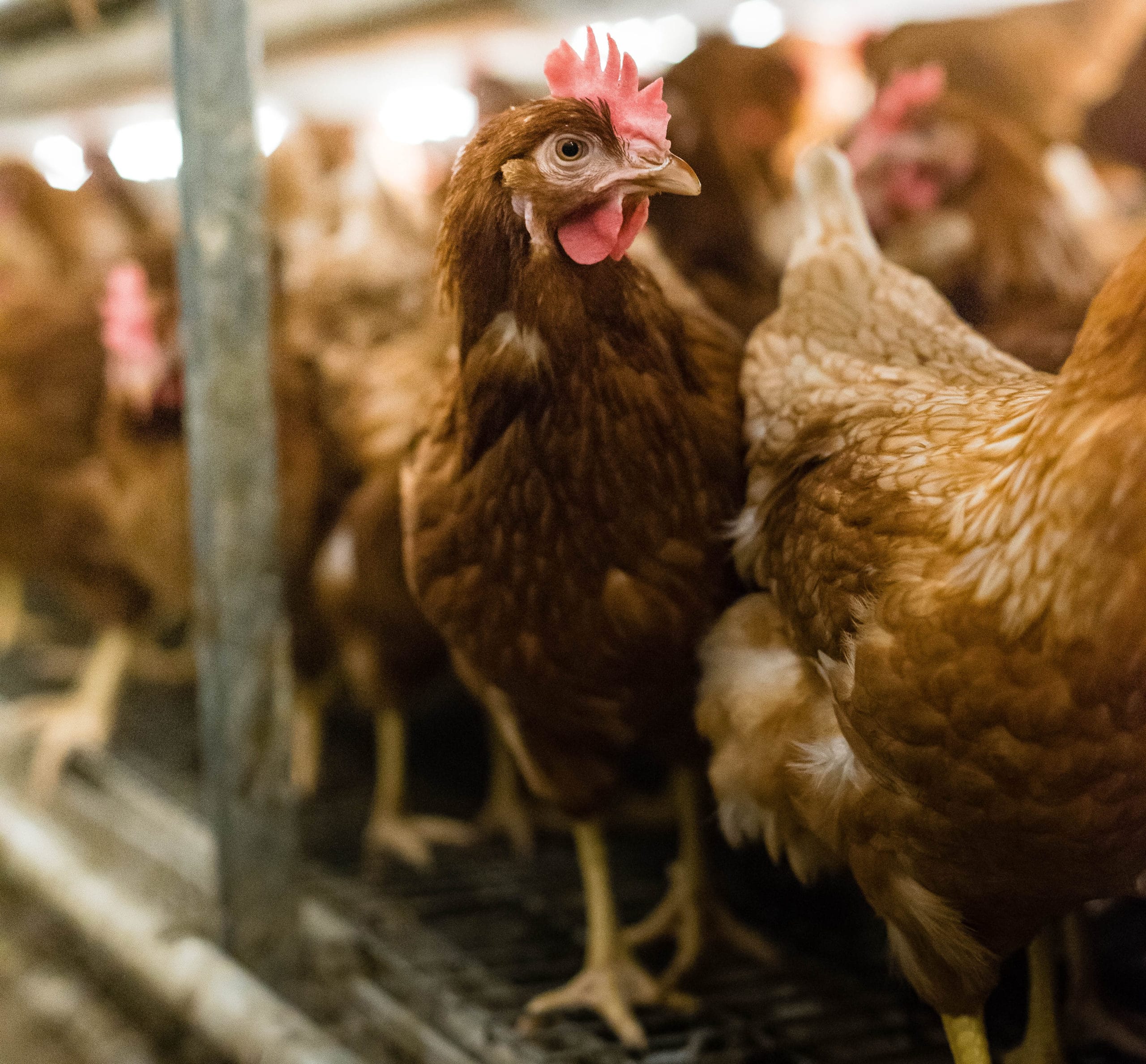 Quota Allocation - BC Egg