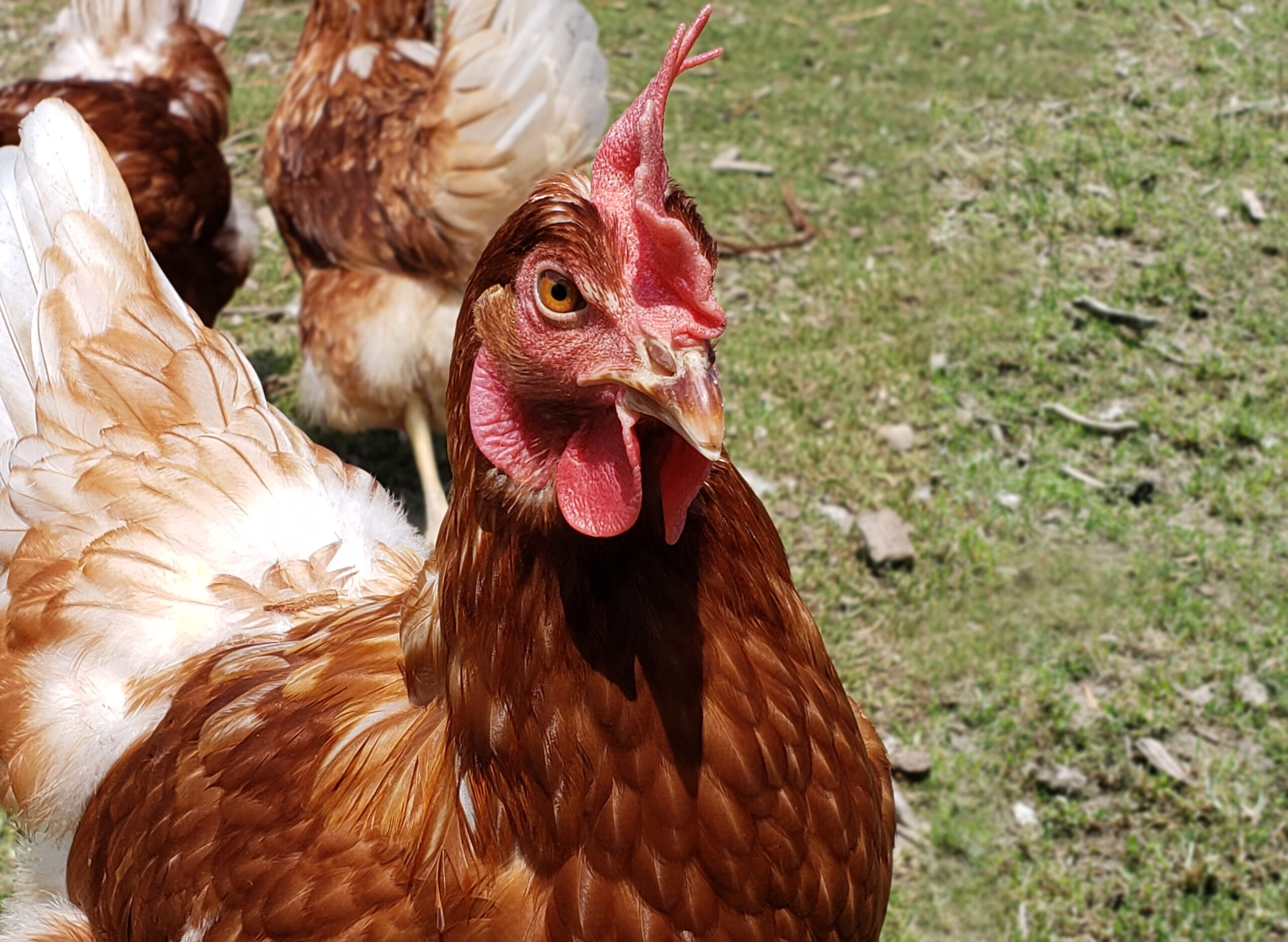 Healthy, Happy Hens - BC Egg