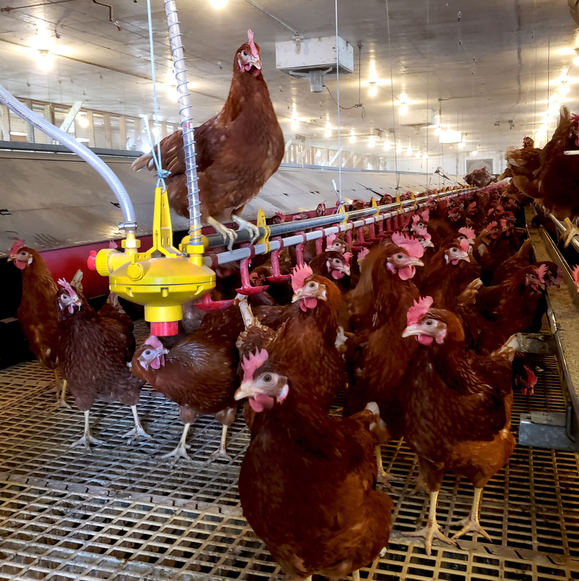 Healthy, Happy Hens - BC Egg
