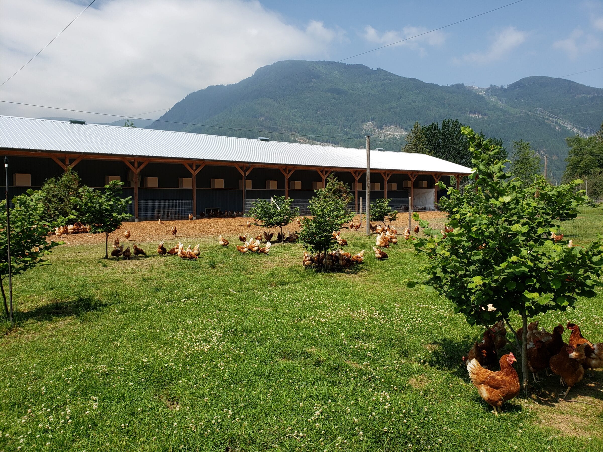 Healthy, Happy Hens - BC Egg